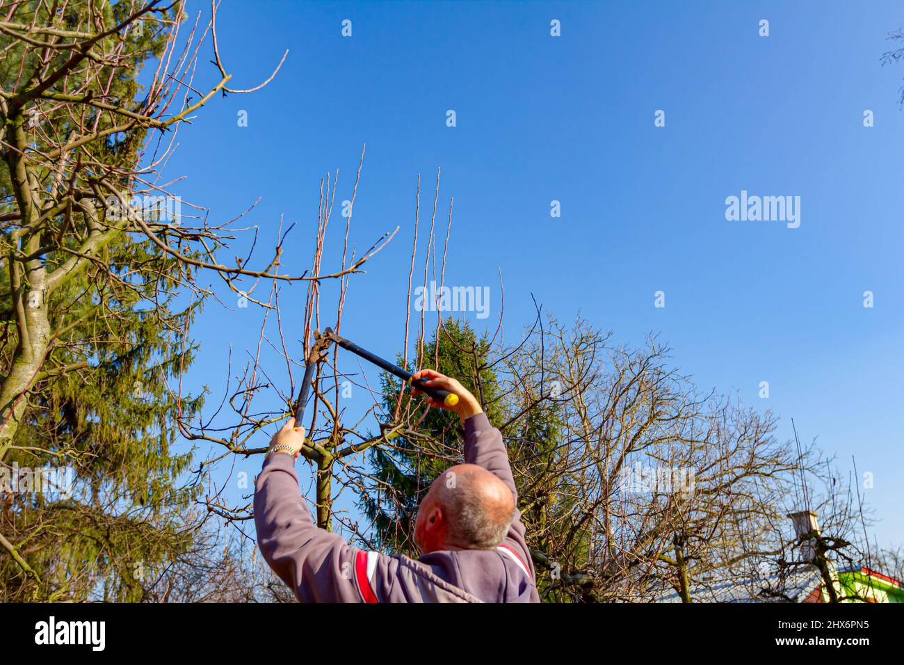 Farmer is pruning branches of fruit trees in orchard using long loppers ...