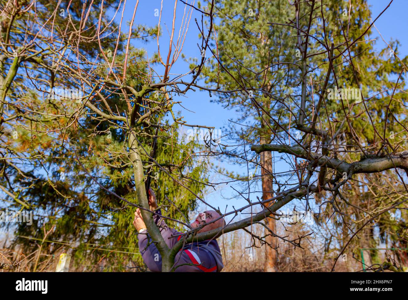 Farmer is pruning branches of fruit trees in orchard using long loppers ...