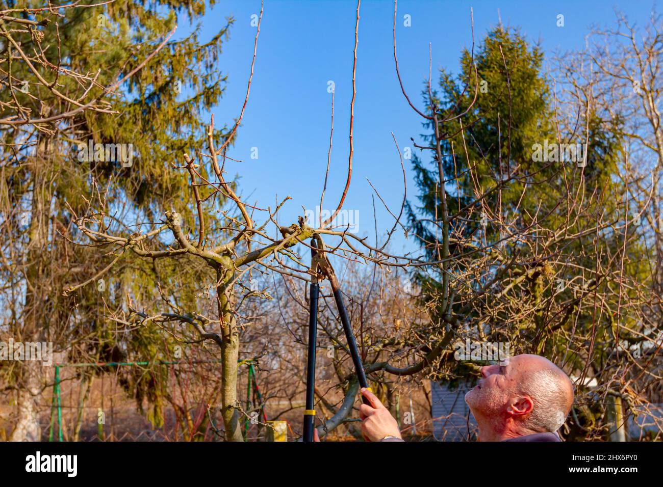 Farmer is pruning branches of fruit trees in orchard using long loppers ...