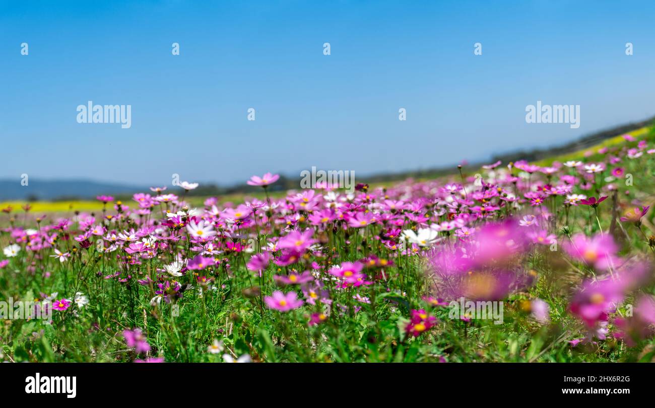 Galsang hi-res stock photography and images - Alamy