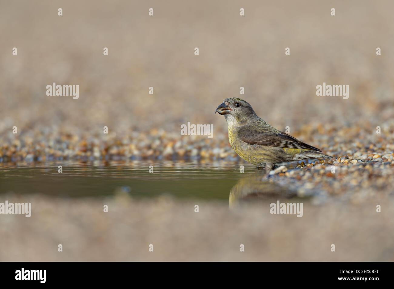 A female Common Crossbill Loxia curvirostra coming down to drink from a ...