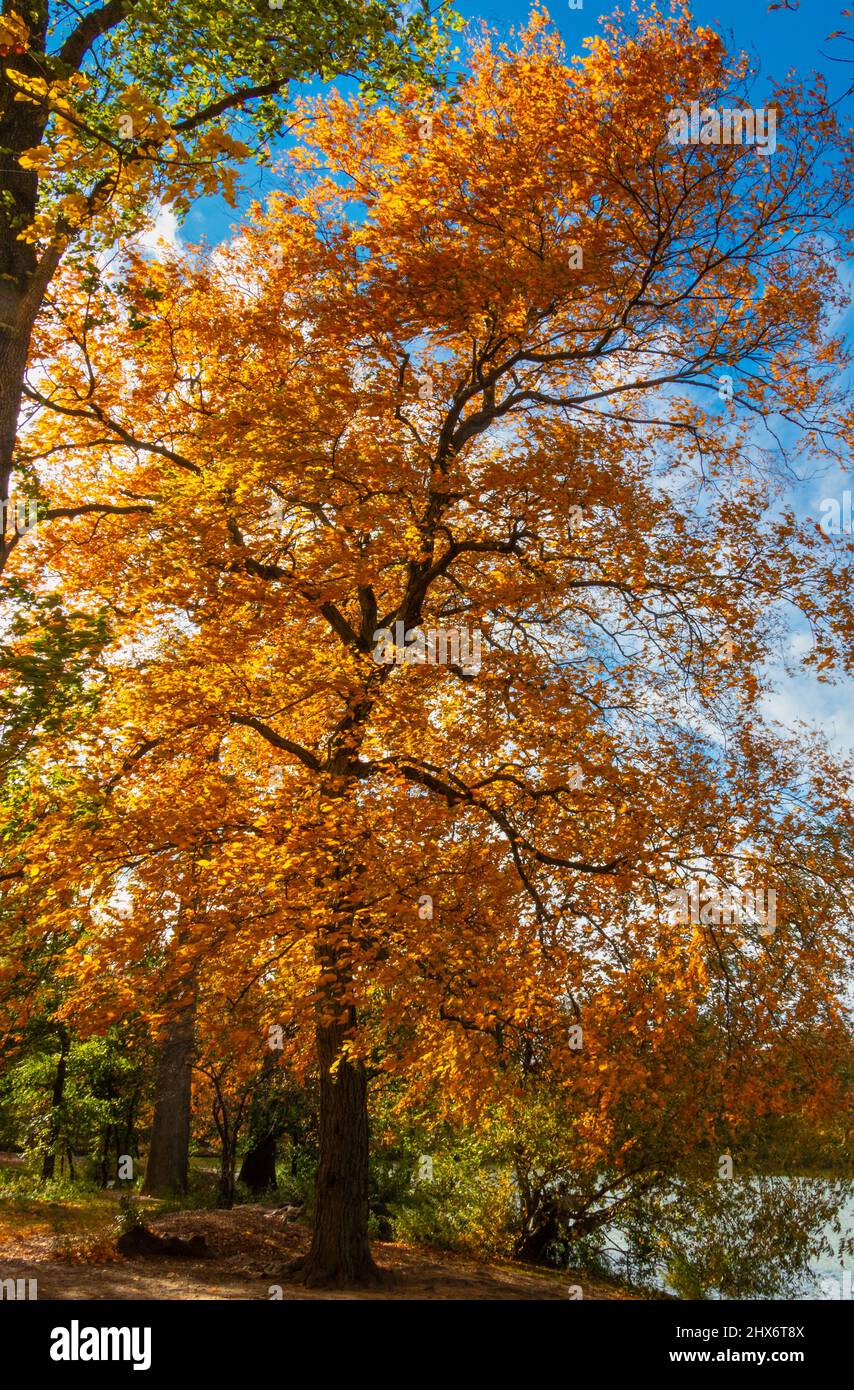 A Glorious tree bedecked in gold on an autumn day in Prospect Park ...