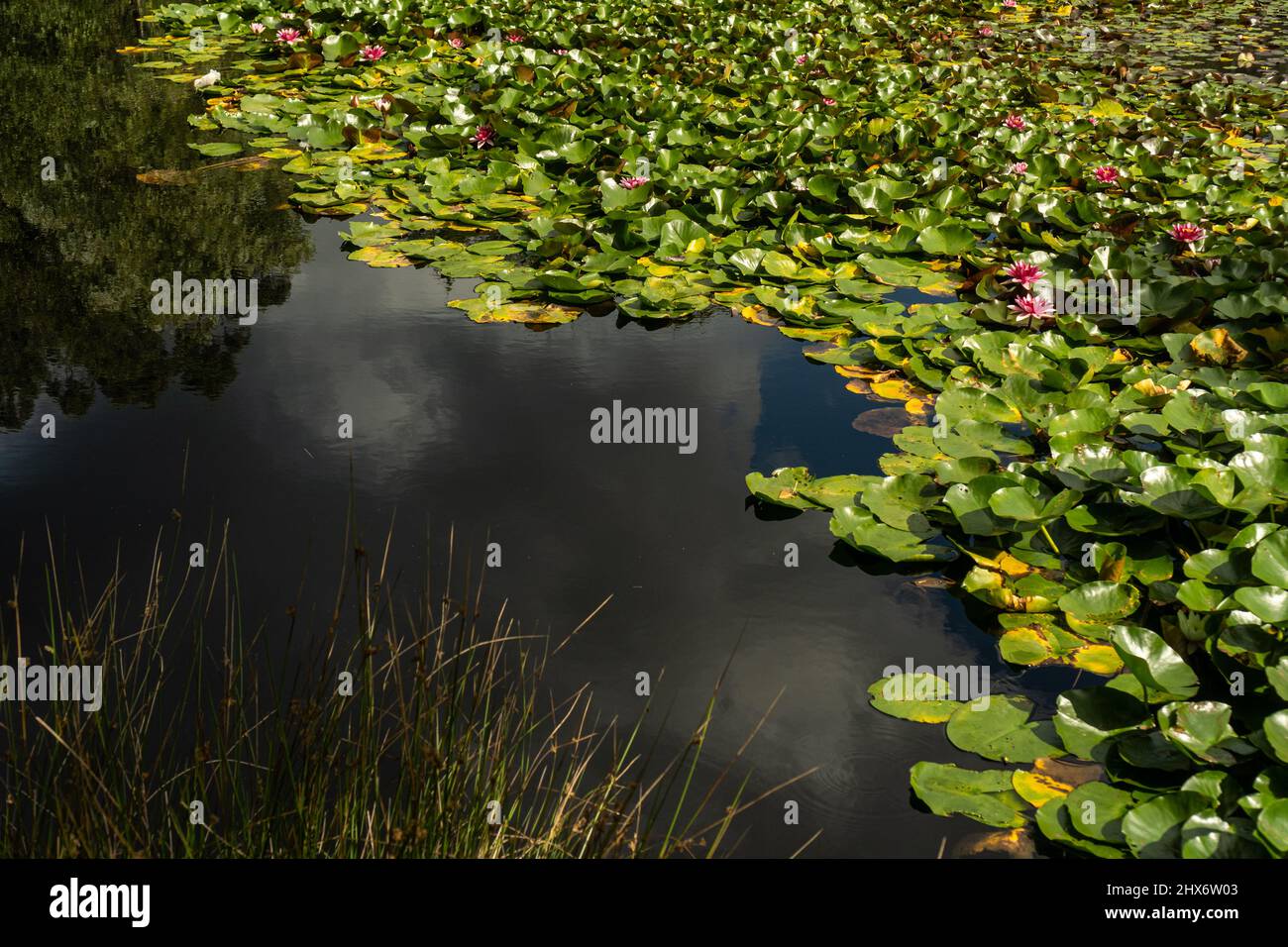 View of the water pond surface with green plants Stock Photo - Alamy