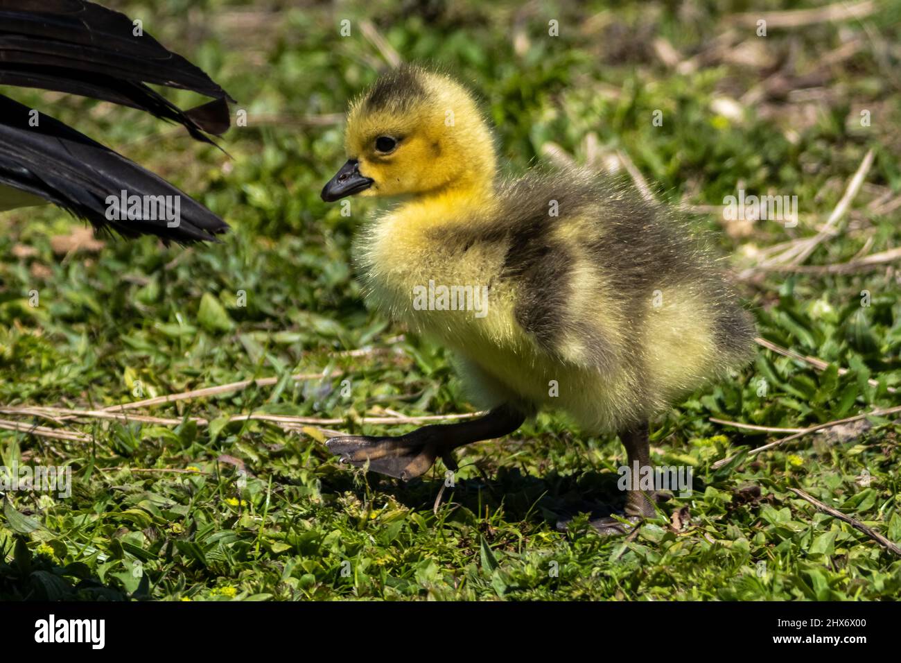 Close up of a beautiful yellow fluffy Canada Goose baby gosling in ...