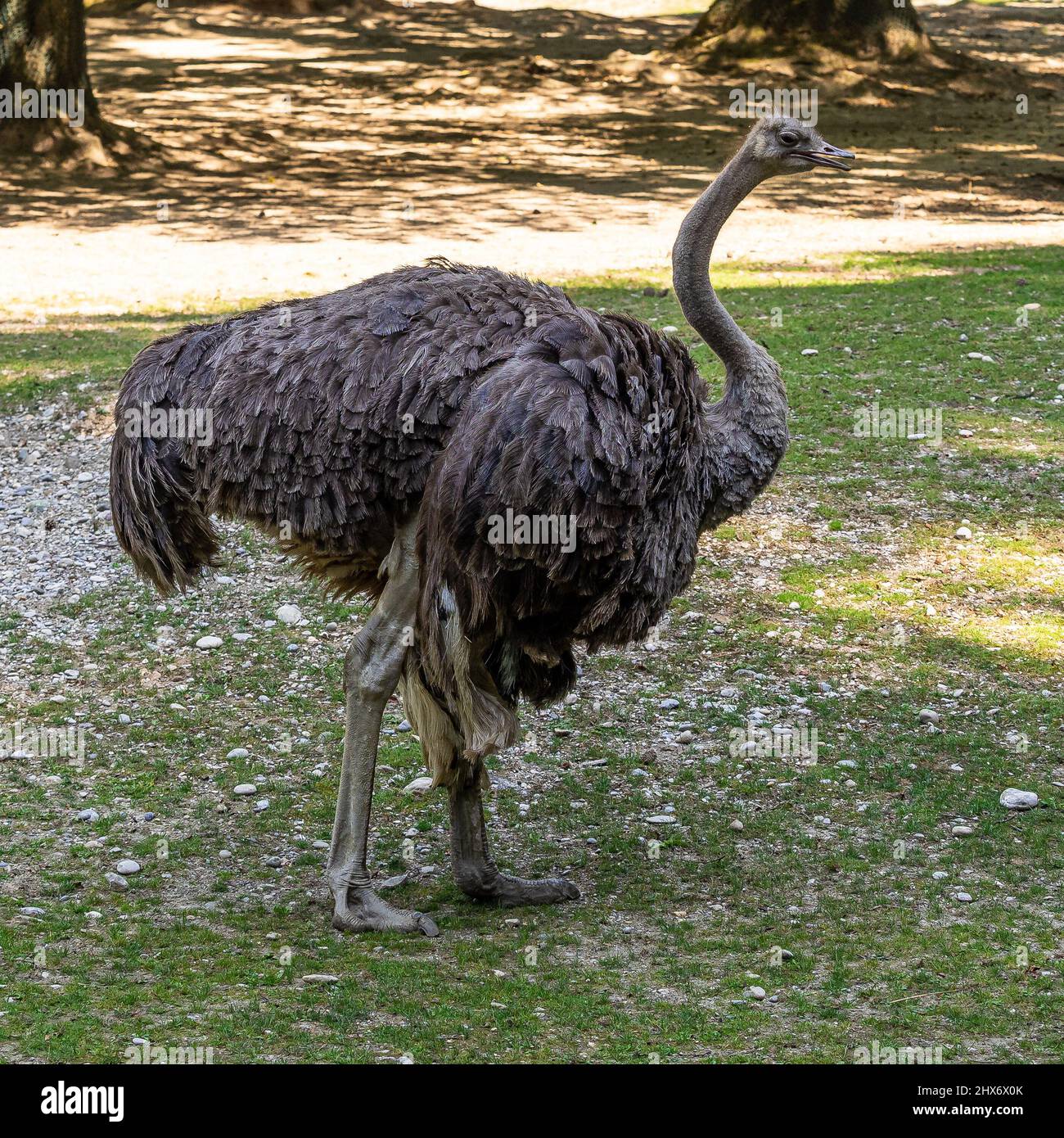 The common ostrich, Struthio camelus, or simply ostrich, is a species ...
