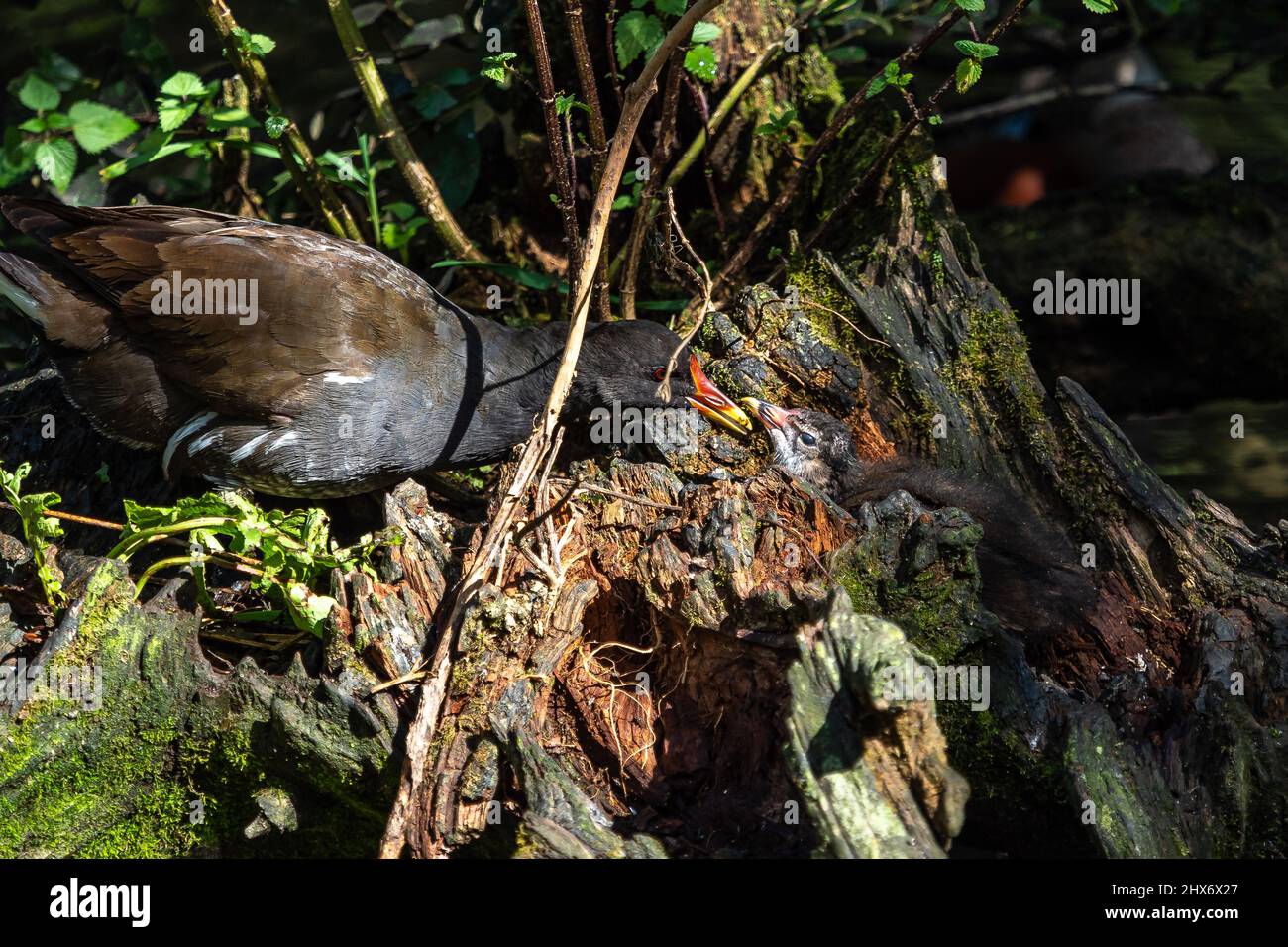 The common moorhen Gallinula chloropus also known as the waterhen, the ...