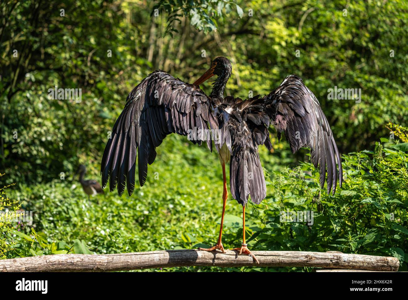 The Black stork, Ciconia nigra is a large bird in the stork family ...
