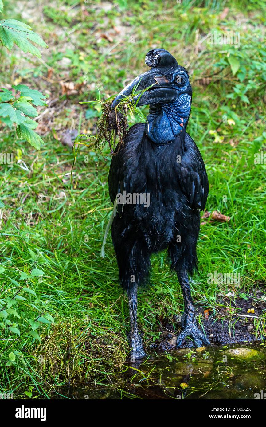 The Abyssinian northern Ground Hornbill, Bucorvus abyssinicus or ...