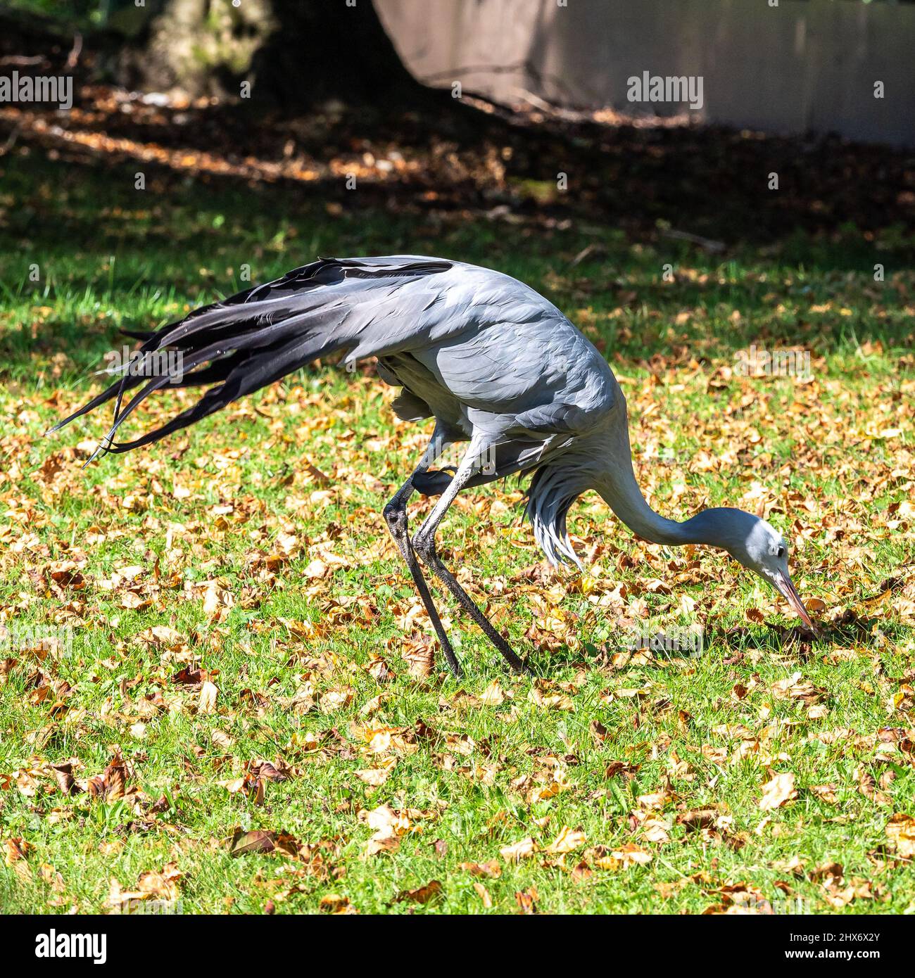 The Blue Crane, Grus paradisea, is an endangered bird specie endemic to ...