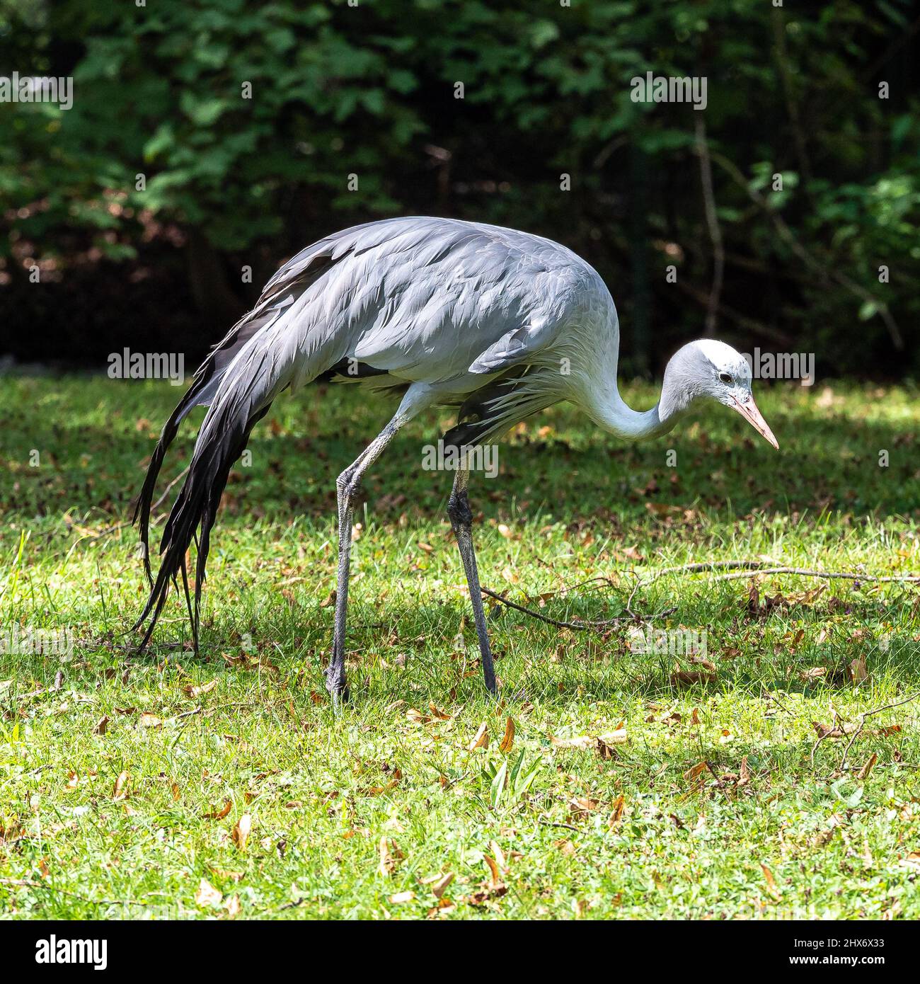 The Blue Crane, Grus paradisea, is an endangered bird specie endemic to ...