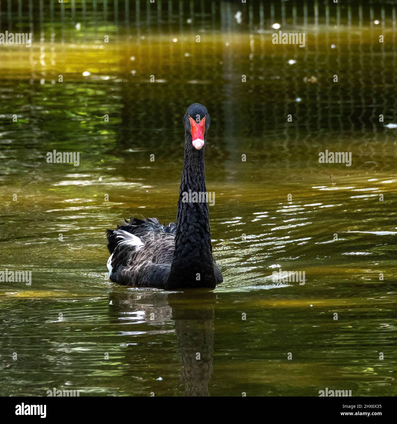 The Black Swan, Cygnus atratus is a large waterbird, a species of swan ...
