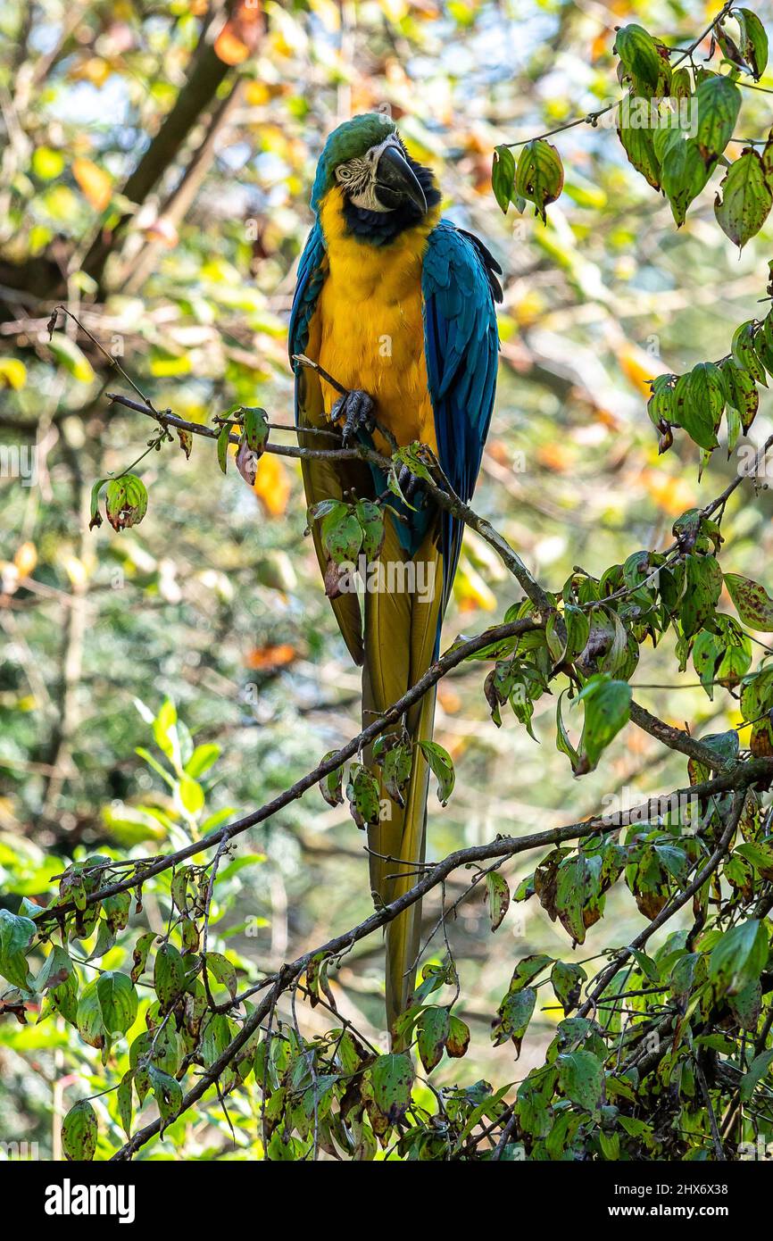 The Blue-and-yellow Macaw, Ara ararauna also known as the blue-and-gold macaw, is a large South ...