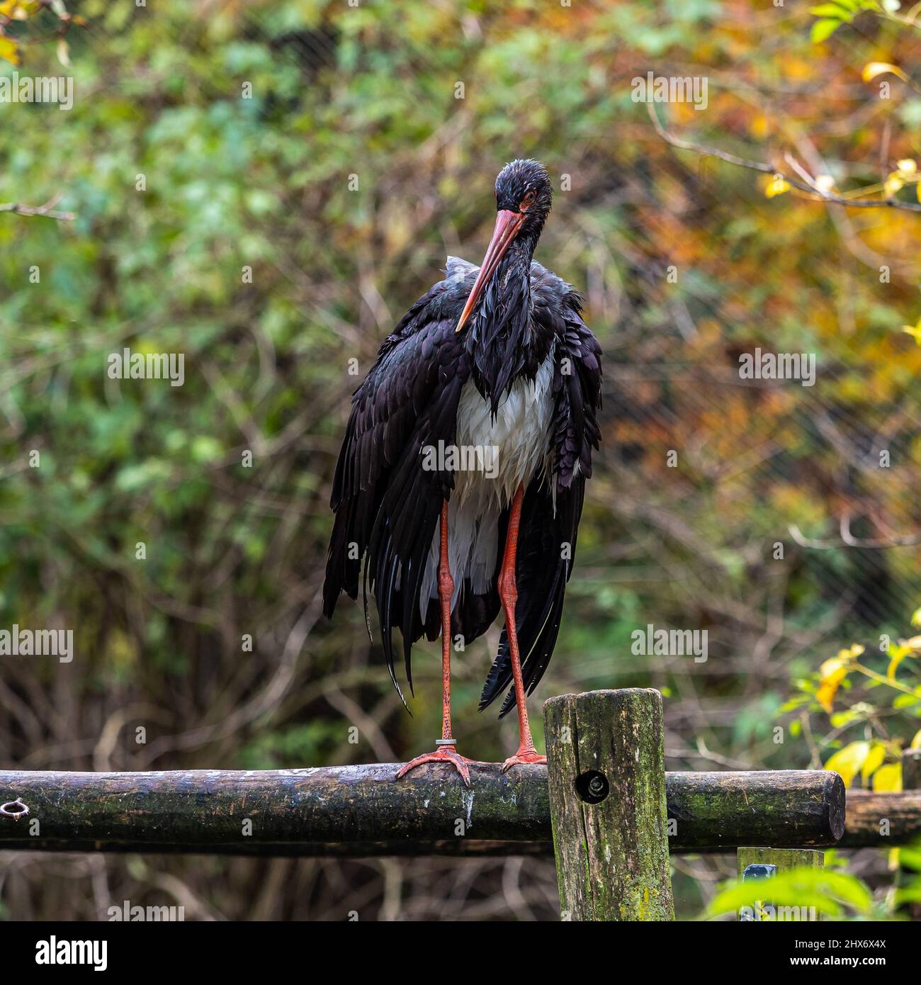 The Black stork, Ciconia nigra is a large bird in the stork family ...