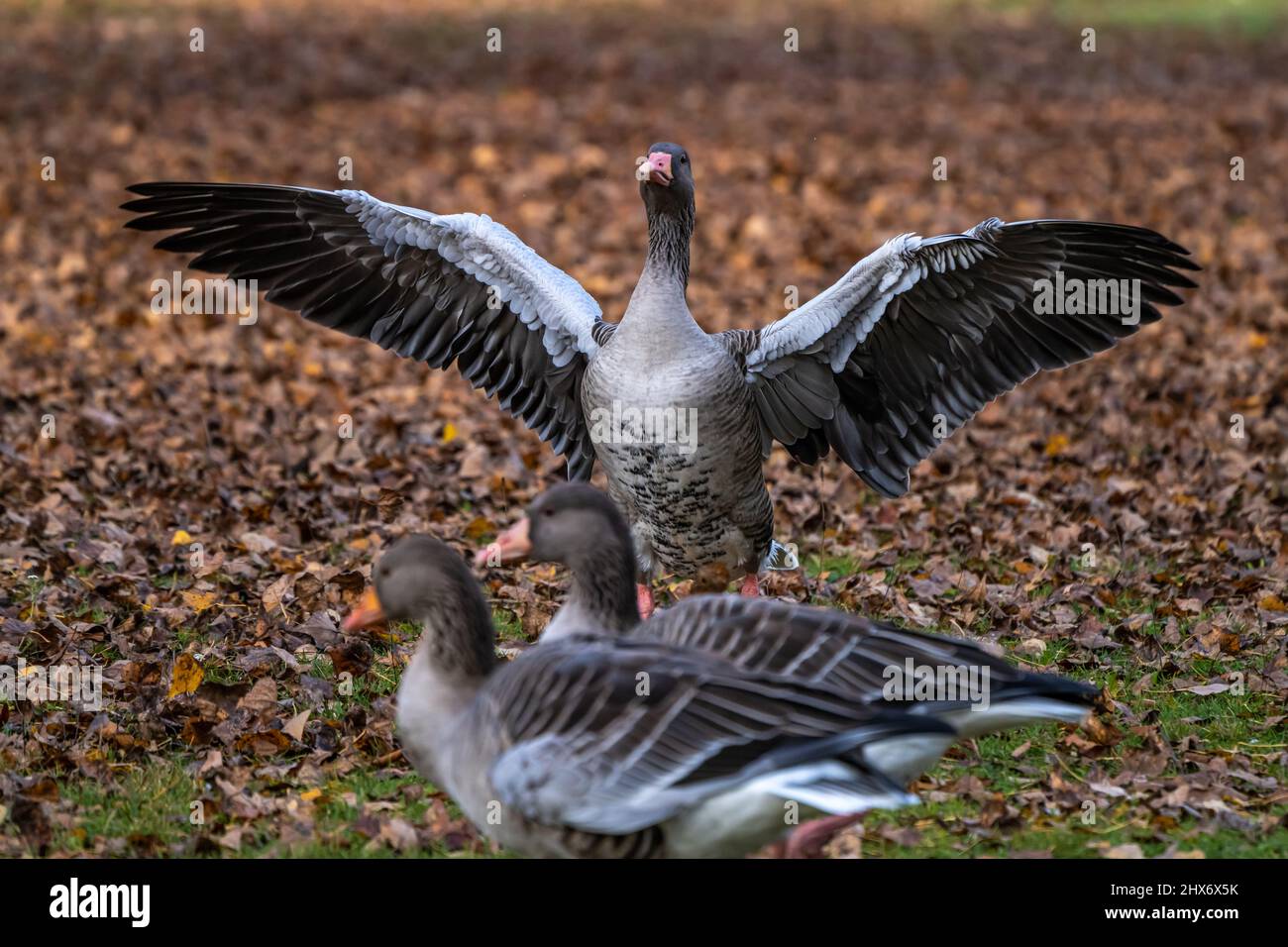 The greylag goose, Anser anser is a species of large goose in the ...