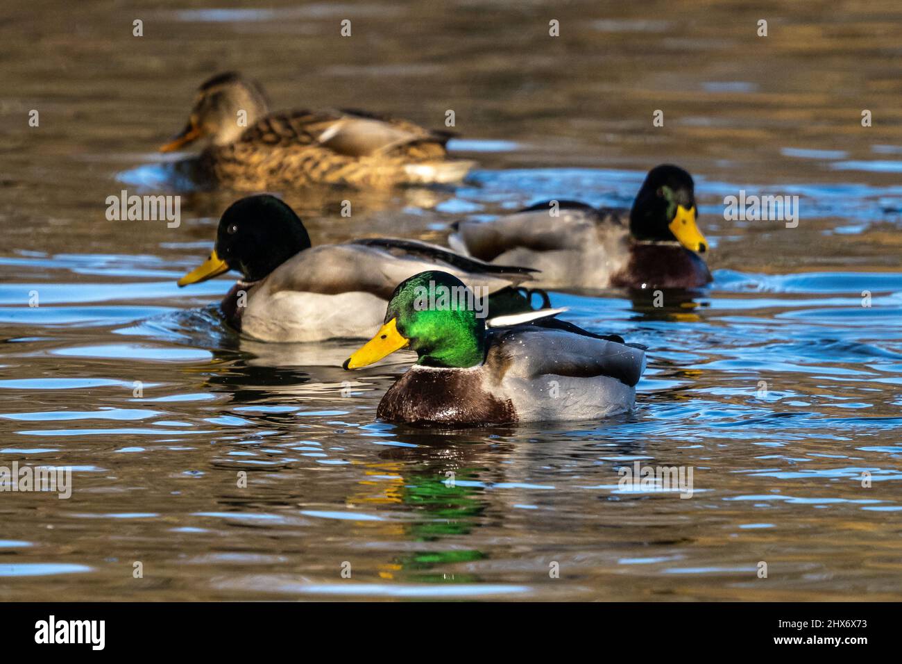 The mallard, Anas platyrhynchos is a dabbling duck. Here swimming in a ...