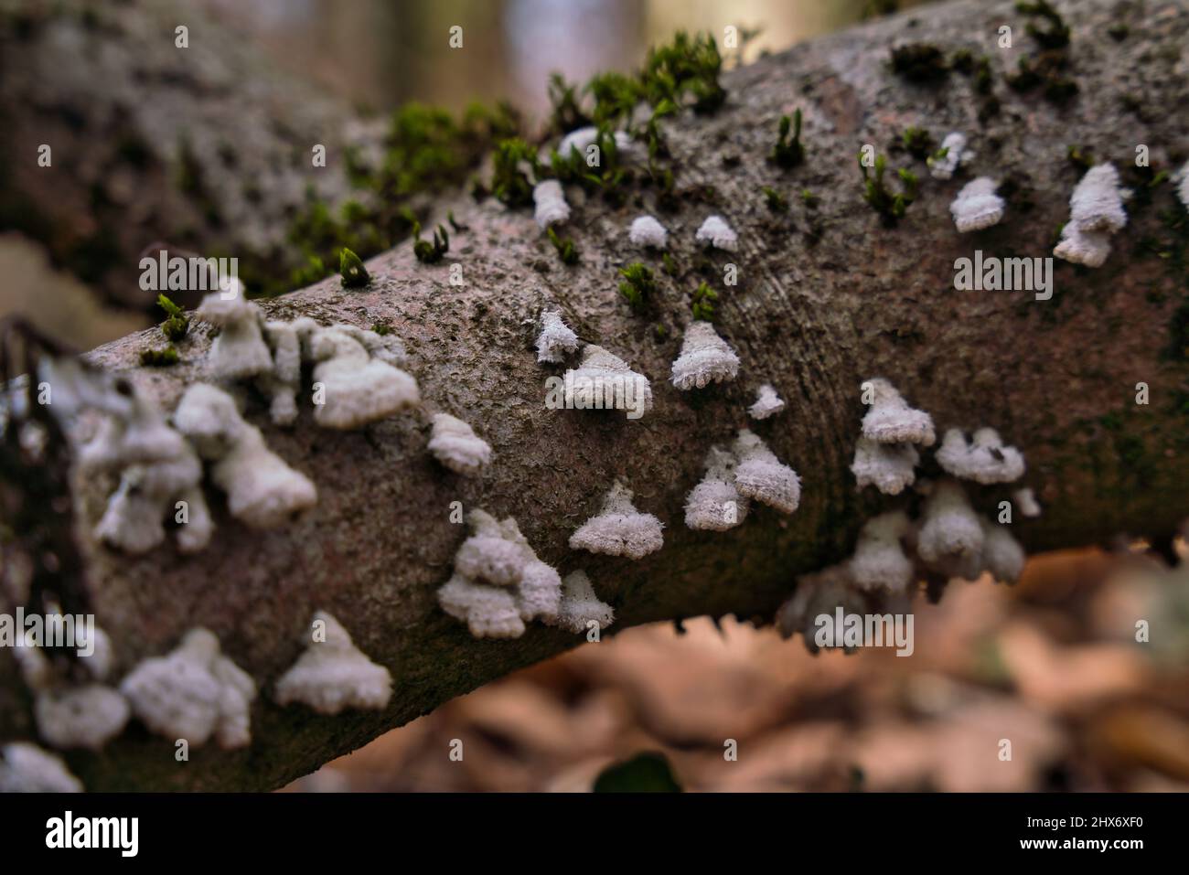 White mycelium hi-res stock photography and images - Alamy