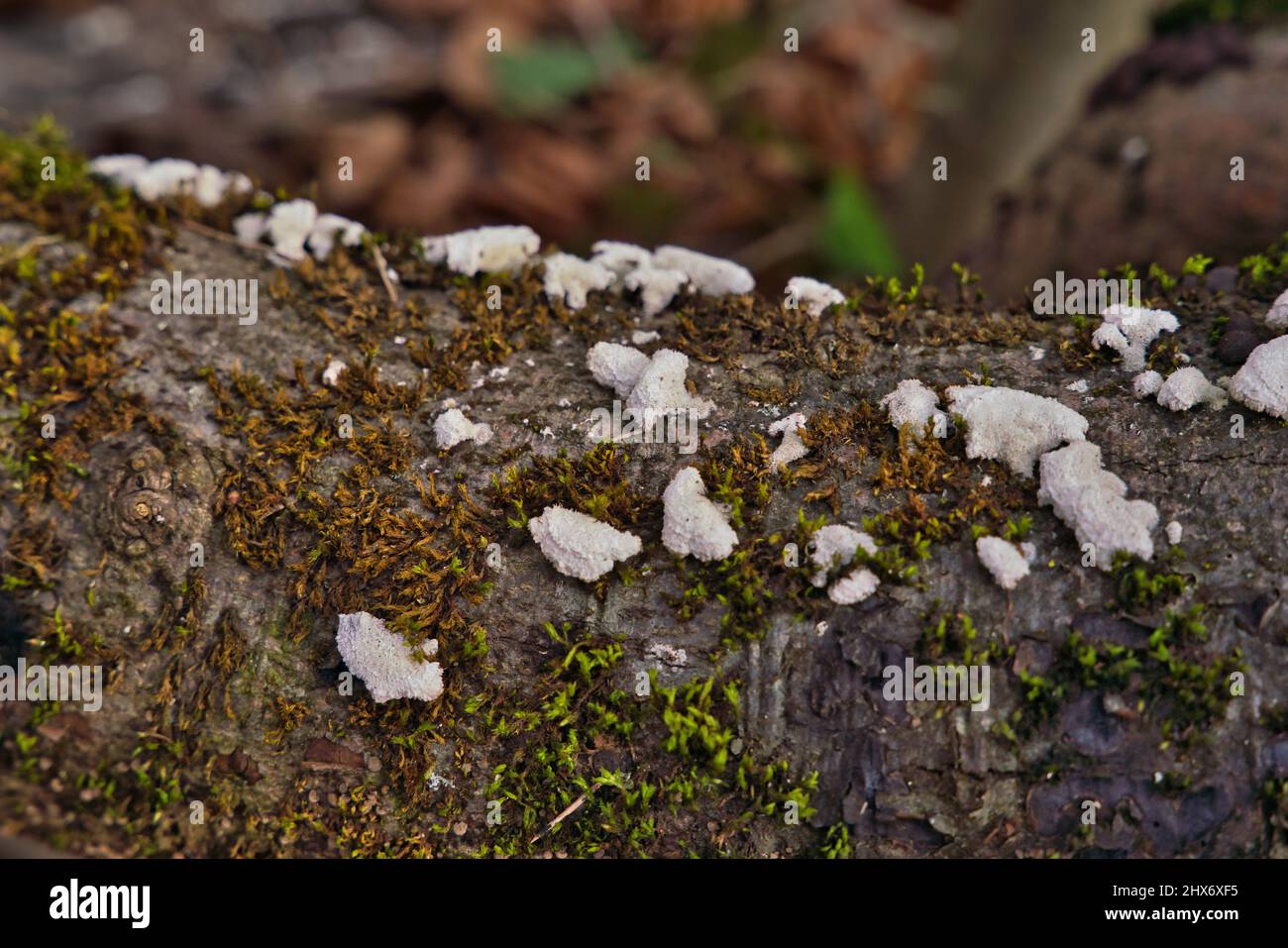 Mycelium background hi-res stock photography and images - Alamy