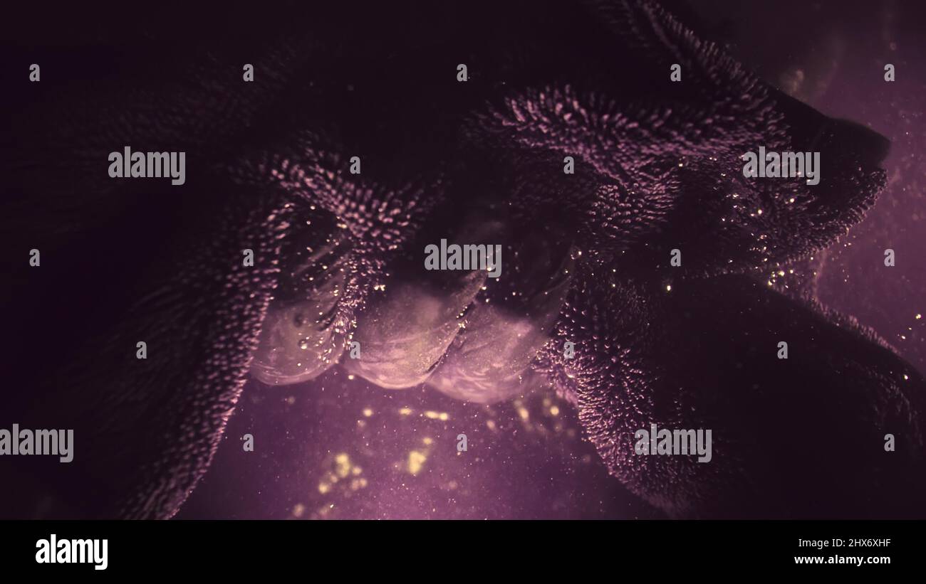 A professional dry microfiber rag for washing a car is dipped in water ...