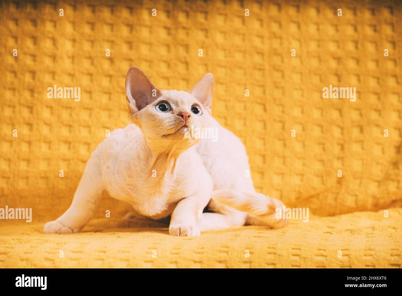 White Devon Rex Kitten Kitty. Short-haired Blue-eyed Cat Of English ...