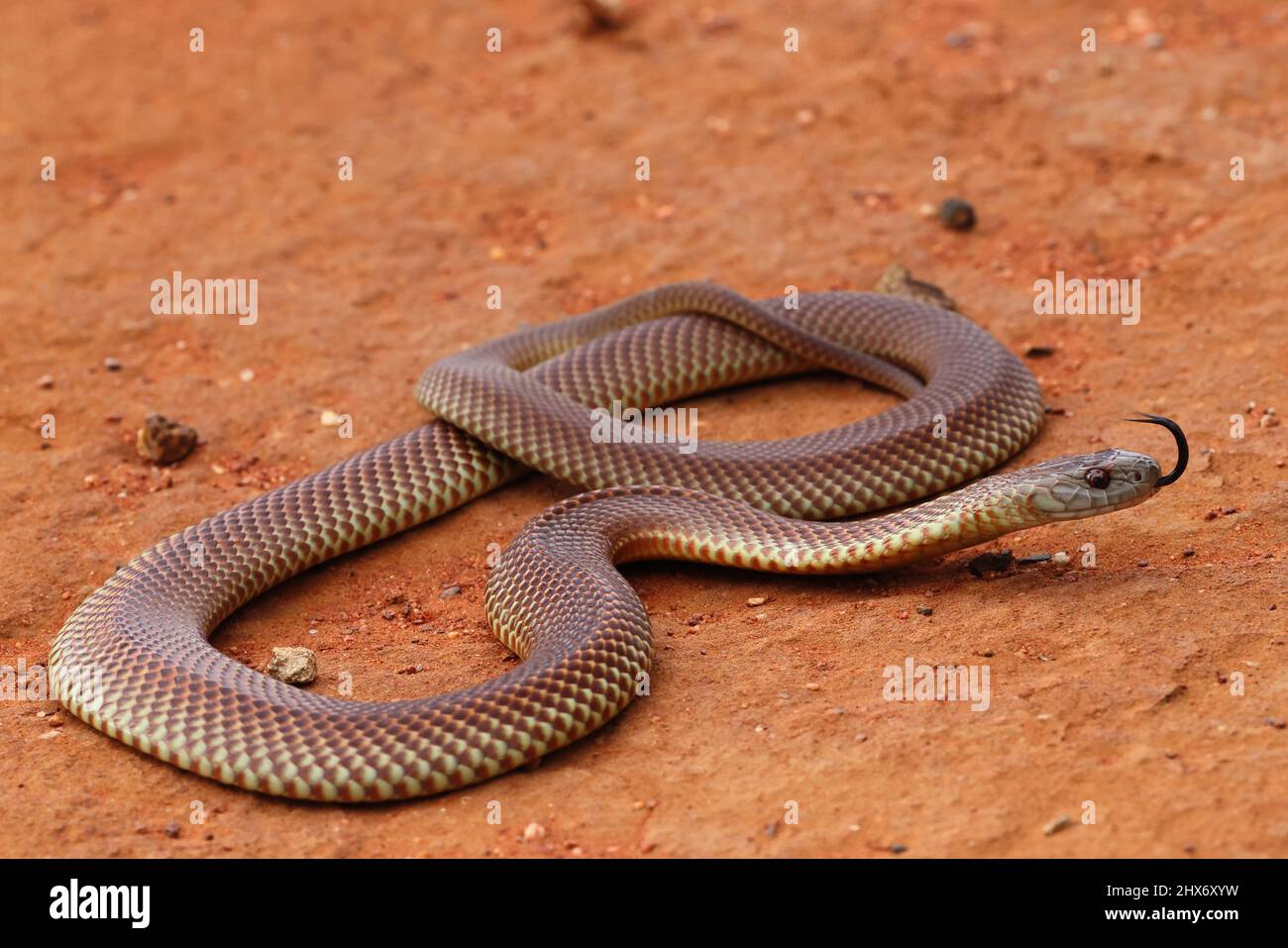 Mulga or King Brown Snake flickering it's tongue Stock Photo - Alamy