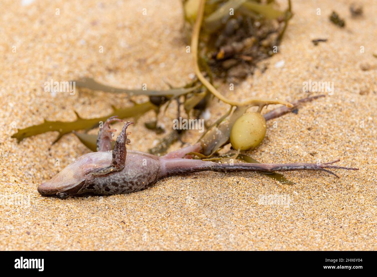 Striped Marsh Frog washed up onto ocean beach after heavy rain and ...
