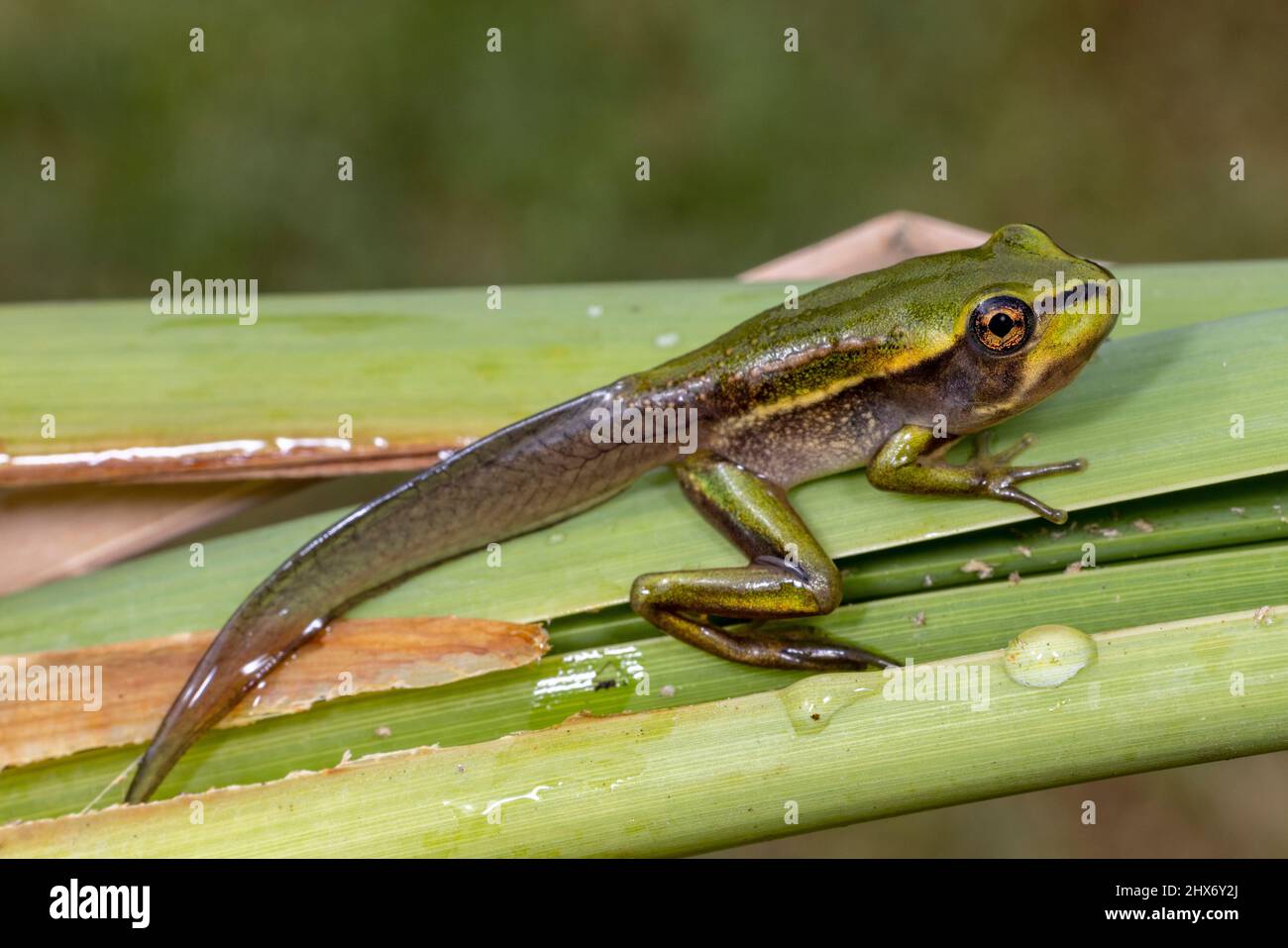 Tadpole of the Green and Golden Bell Frog changing into a frog Stock ...