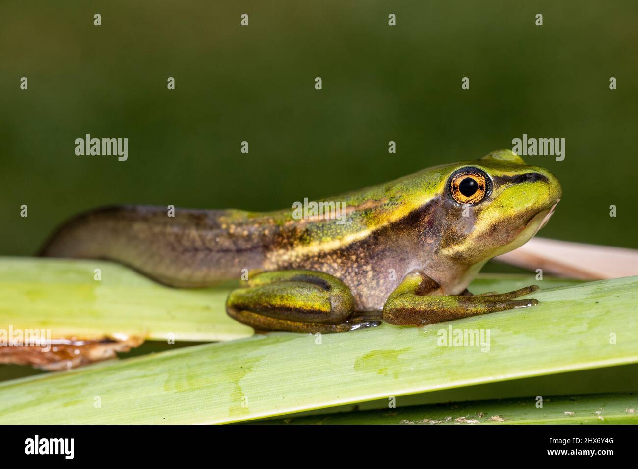 Tadpole of the Green and Golden Bell Frog changing into a frog Stock ...