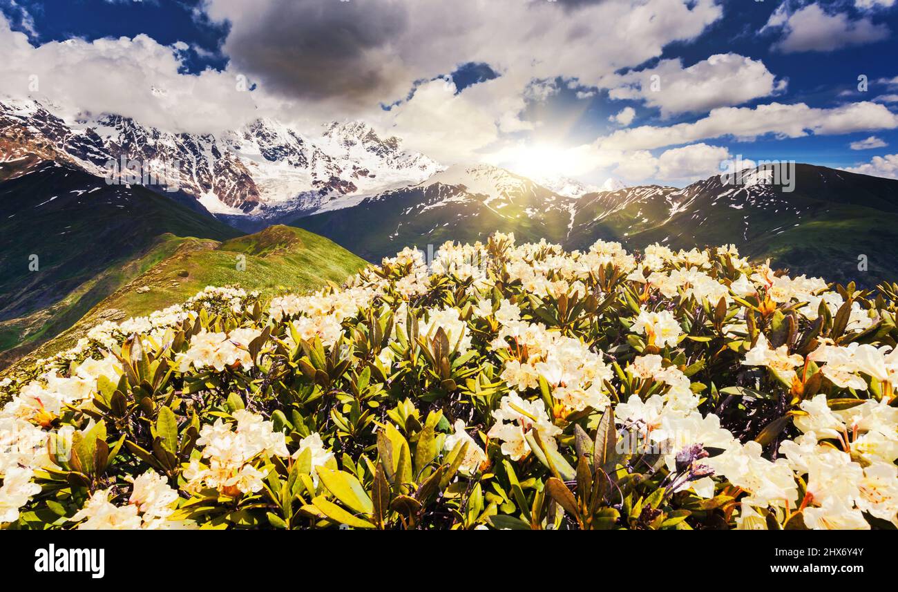 Alpine meadows at the foot of Mt. Shkhara, Chkhutnieri pass. Upper ...