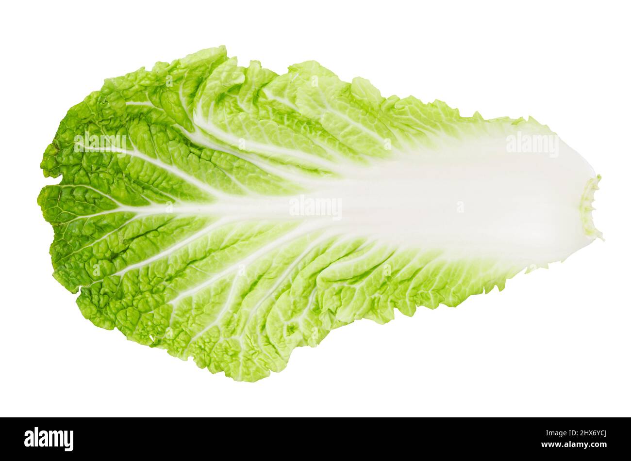 leaf of fresh chinese cabbage or napa cabbage texture isolated on white ...