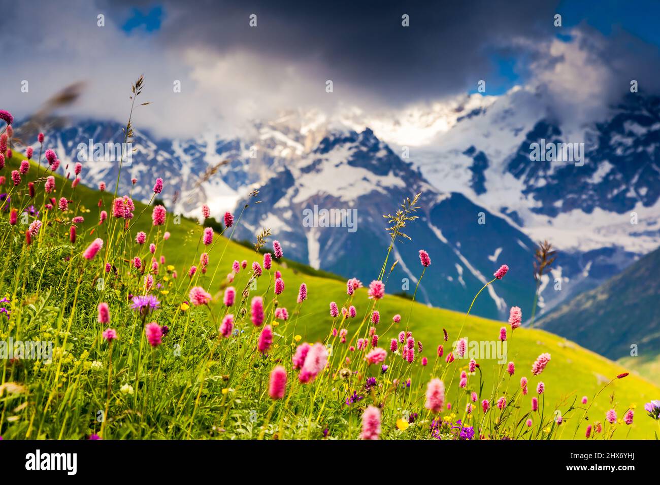 Alpine meadows at the foot of Mt. Shkhara. Upper Svaneti, Georgia ...