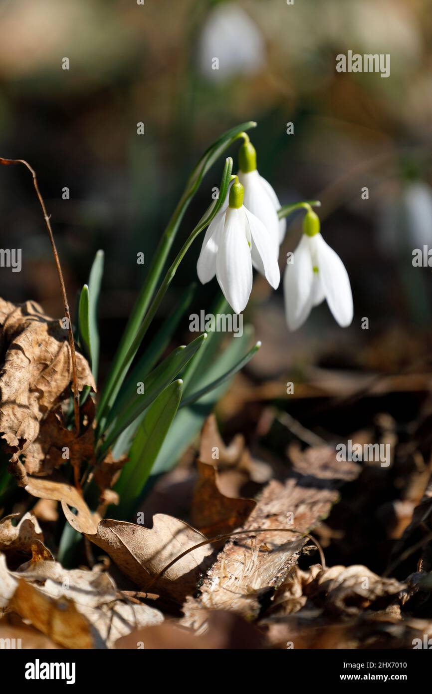 Some pretty snow drops on the ground of a deciduous forest Stock Photo ...