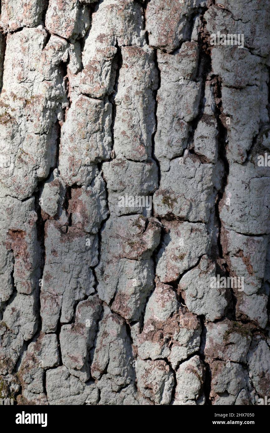 The structure of an oak bark Stock Photo - Alamy