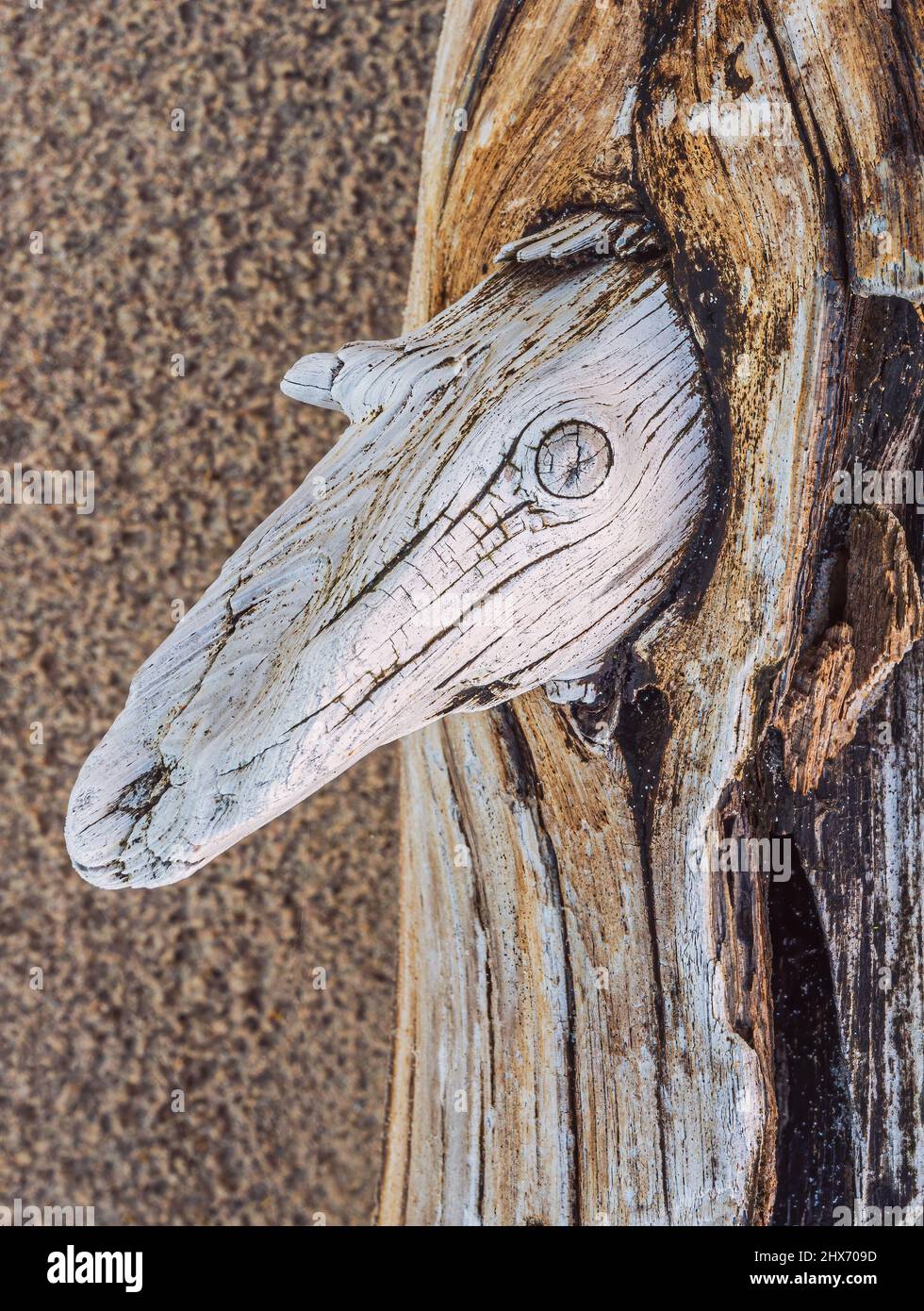 Old wood background, root, root grain, root wood Stock Photo - Alamy