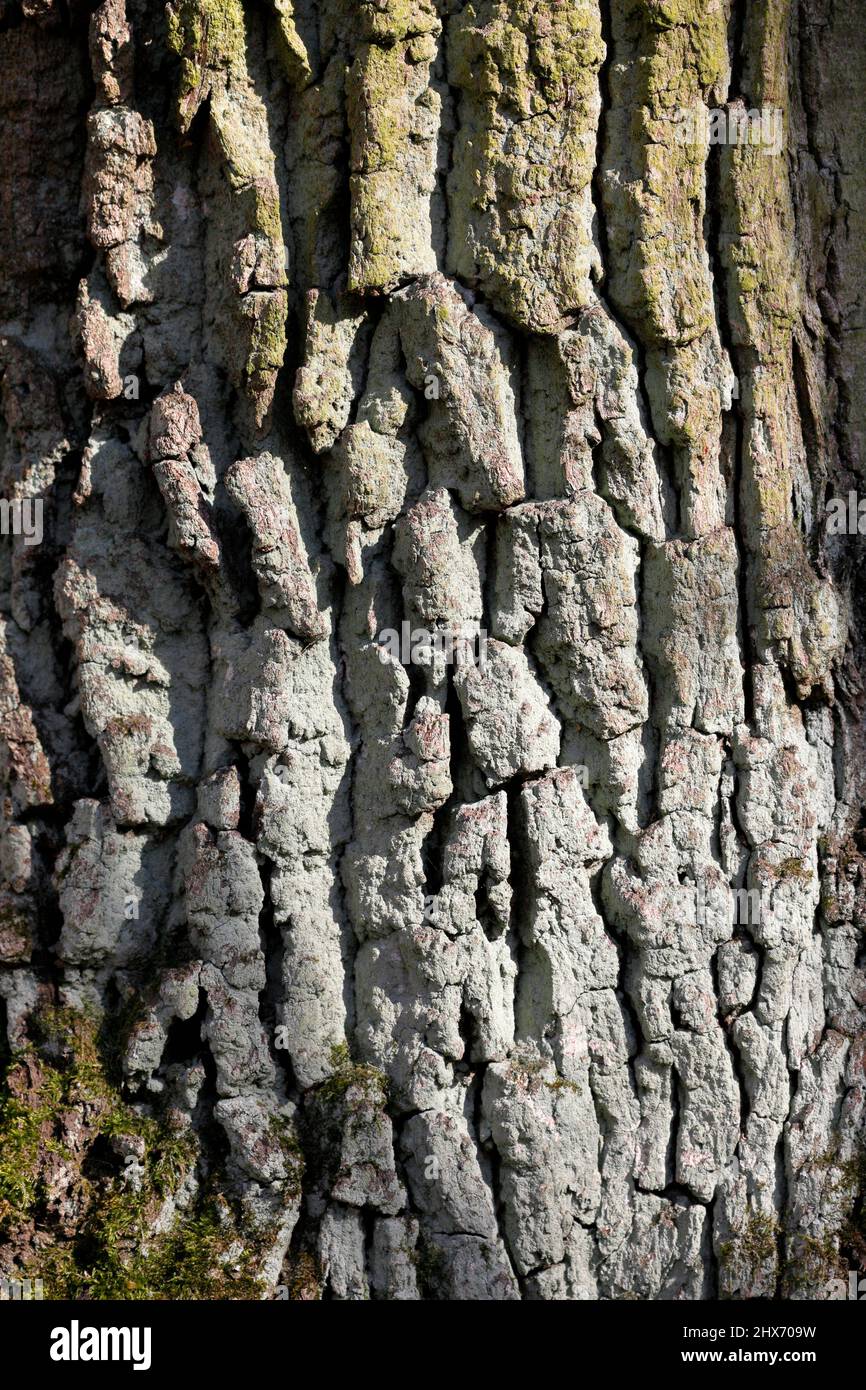 Oak structure hi-res stock photography and images - Alamy