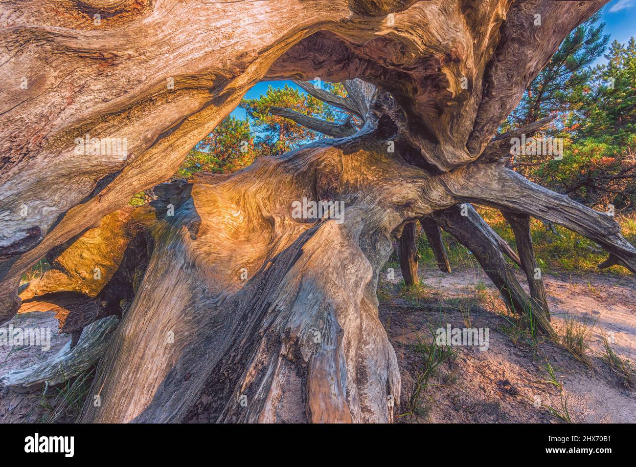 Old wood background, root, root grain, root wood Stock Photo - Alamy