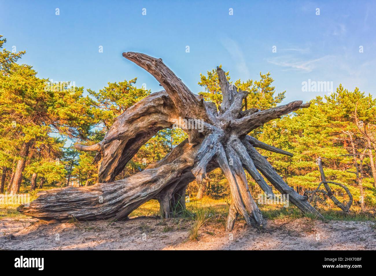 Old wood background, root, root grain, root wood Stock Photo - Alamy