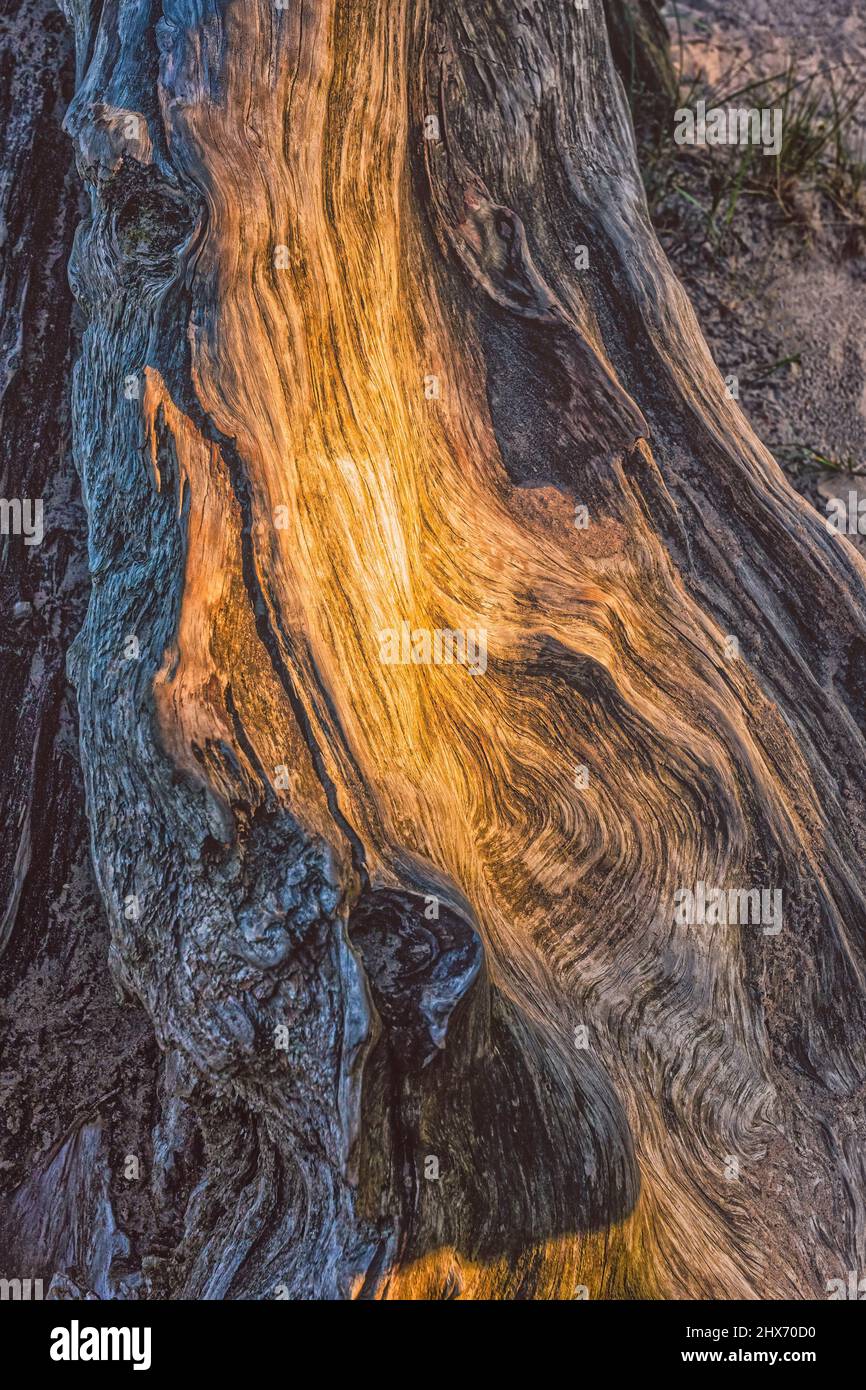 Old wood background, root, root grain, root wood Stock Photo - Alamy