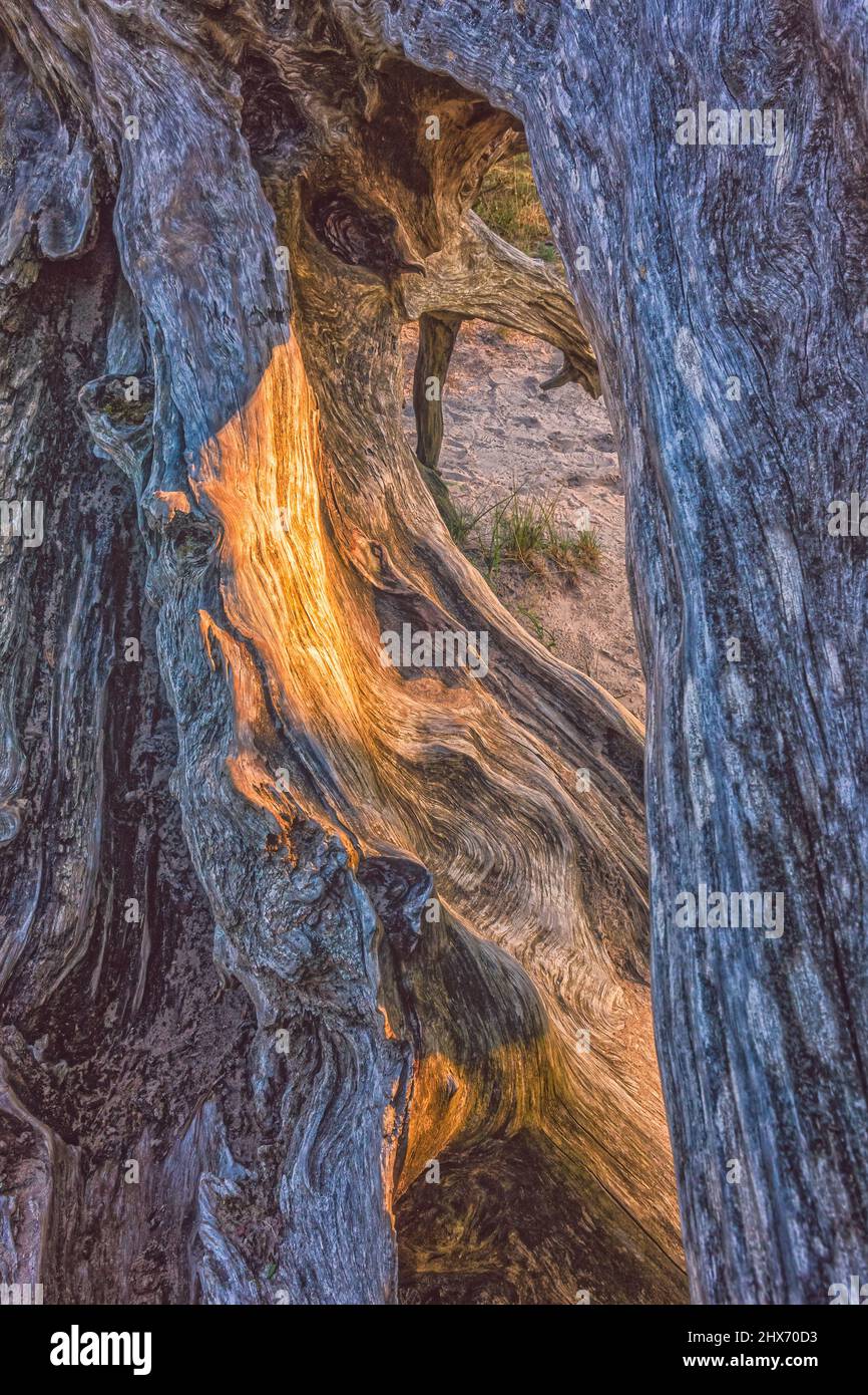 Old wood background, root, root grain, root wood Stock Photo - Alamy