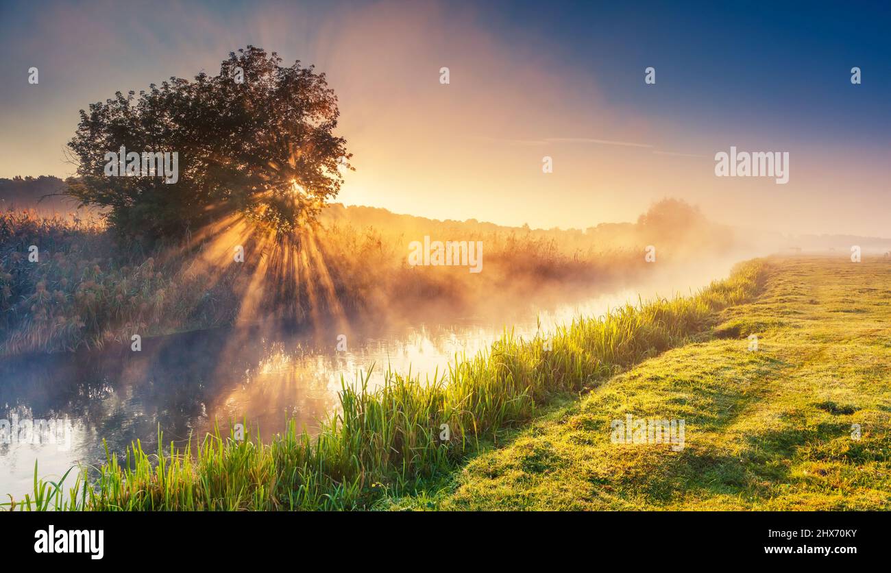 Fantastic foggy river with fresh green grass in the sunlight. Sun beams ...