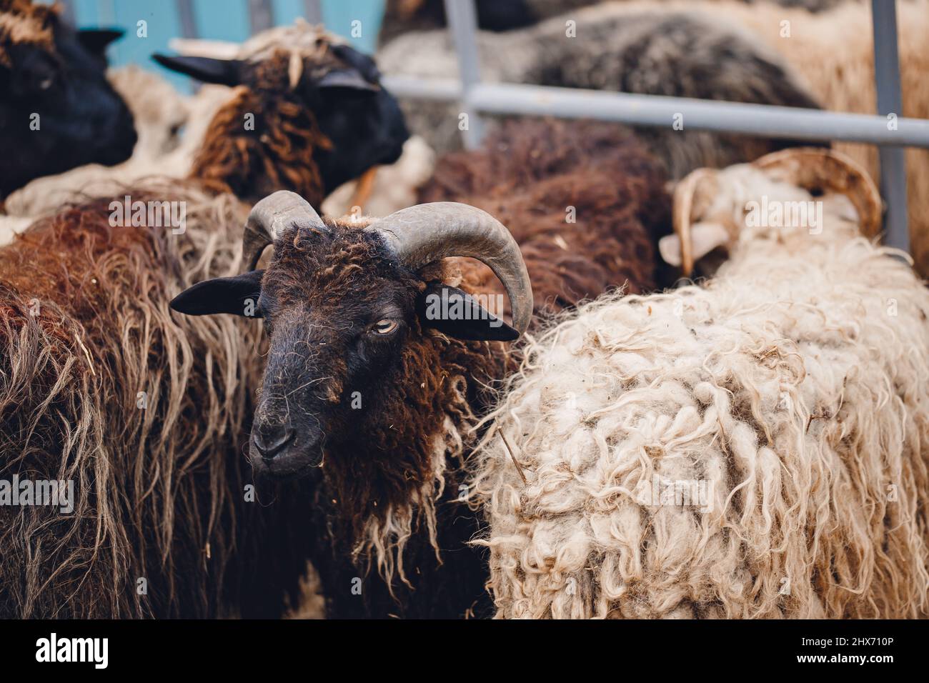 Concept farm animal husbandry. Sheep prepare for shearing wool and ...