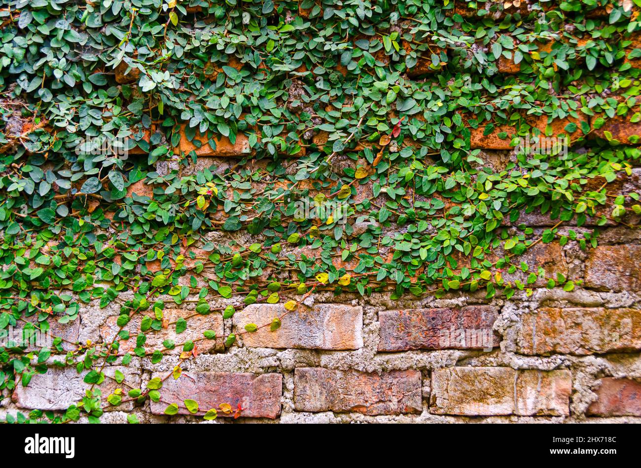 Clinging plants hi-res stock photography and images - Alamy