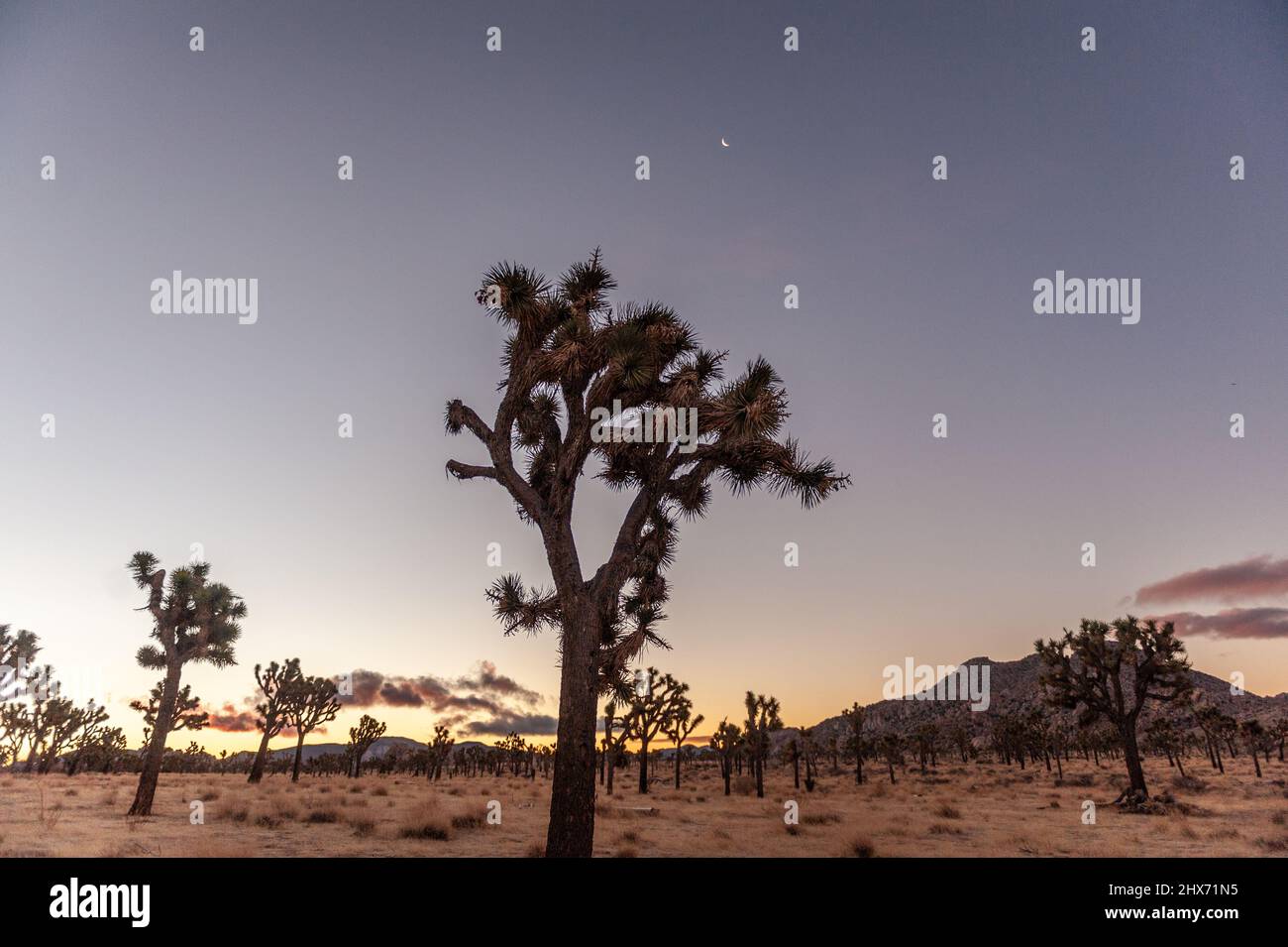 Overview of the Joshua Tree national park, showing sparsely distributed ...