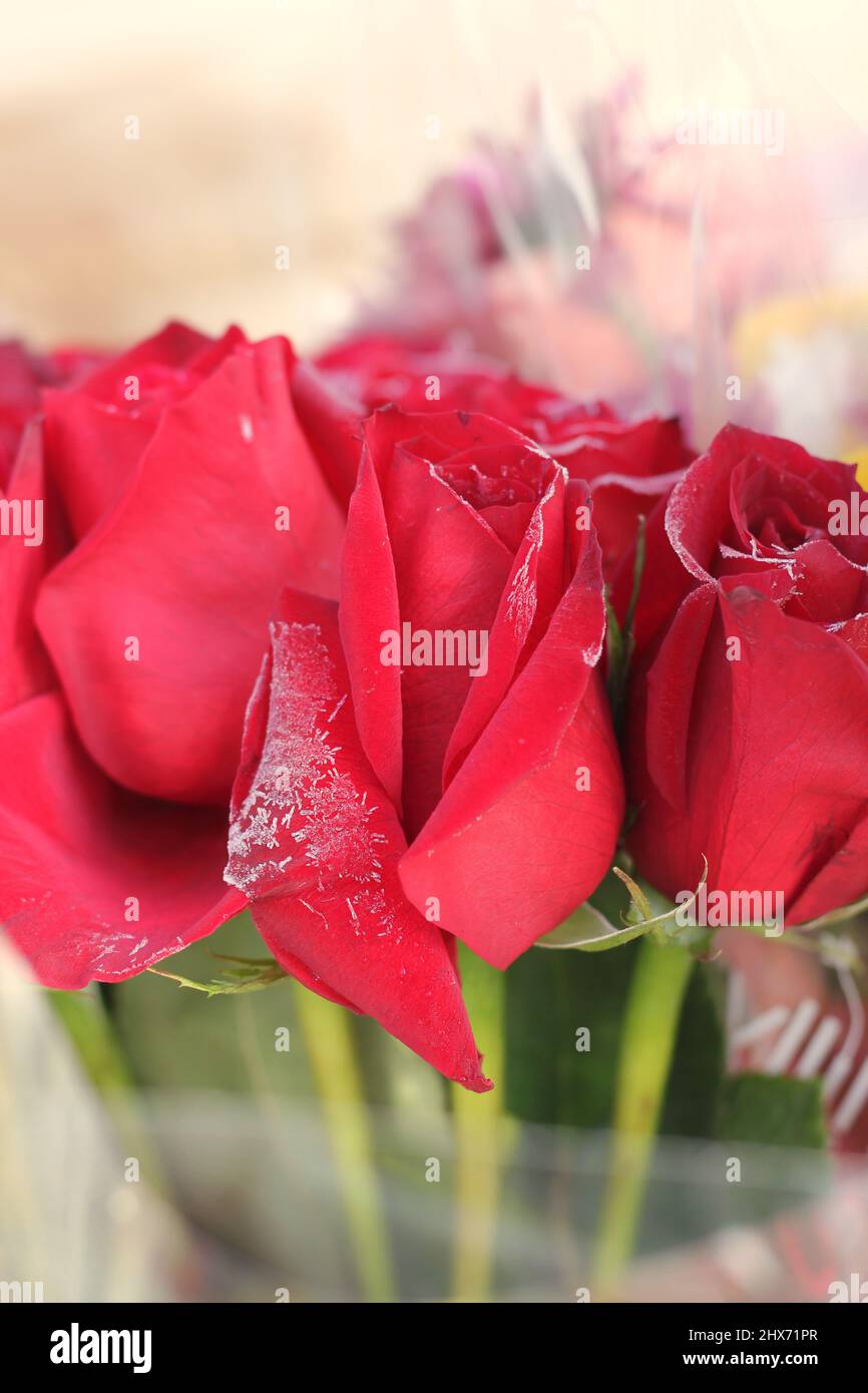 Cold and frosty colorful roses in full bloom on a cold winter's day ...