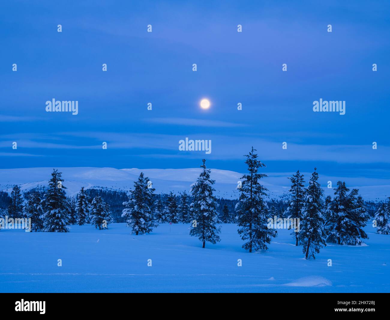 Night tree conifer hi-res stock photography and images - Alamy
