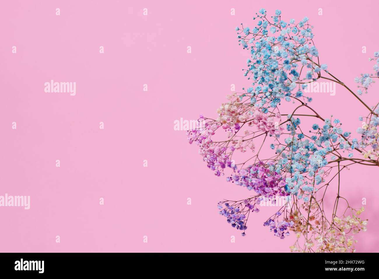 Pastel colored flowers on pink background Stock Photo - Alamy