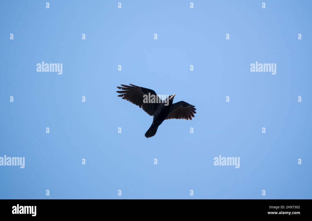 a rook (Corvus frugilegus) in flight under a blue grey sky Stock Photo ...