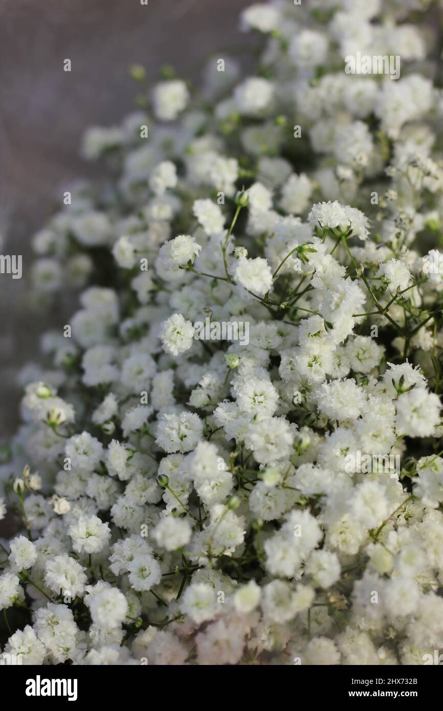 Beautiful white baby's breath flowers in full bloom Stock Photo - Alamy