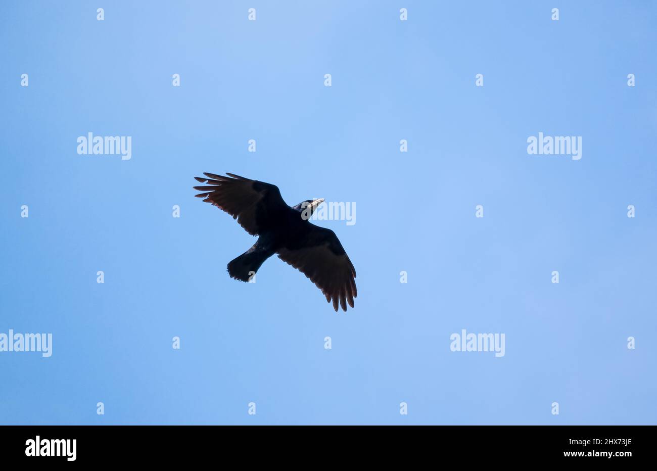 Male rook corvus frugilegus hi-res stock photography and images - Alamy