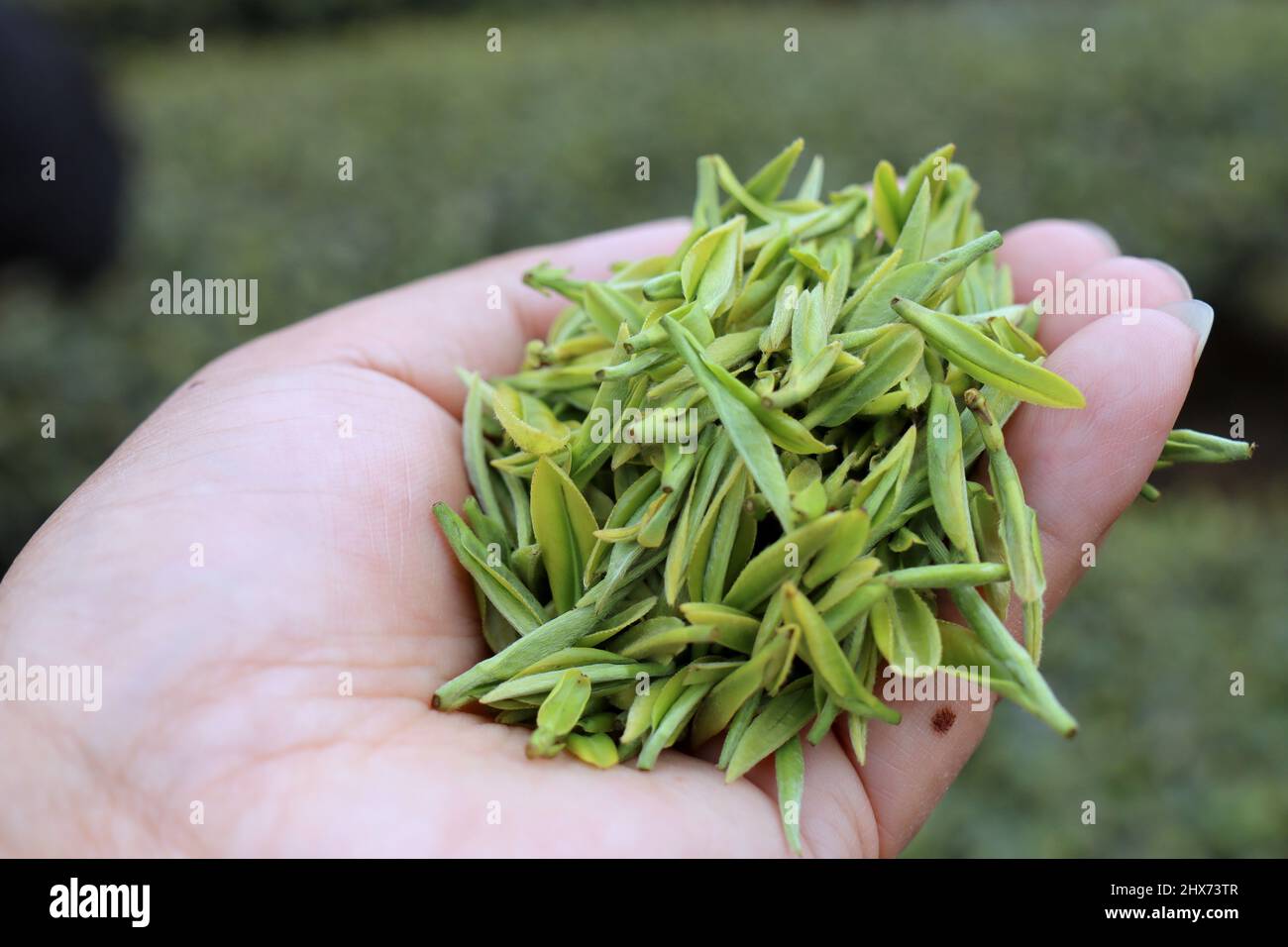 YICHANG, CHINA - MARCH 10, 2022- Photo taken on March 10, 2022 shows ...