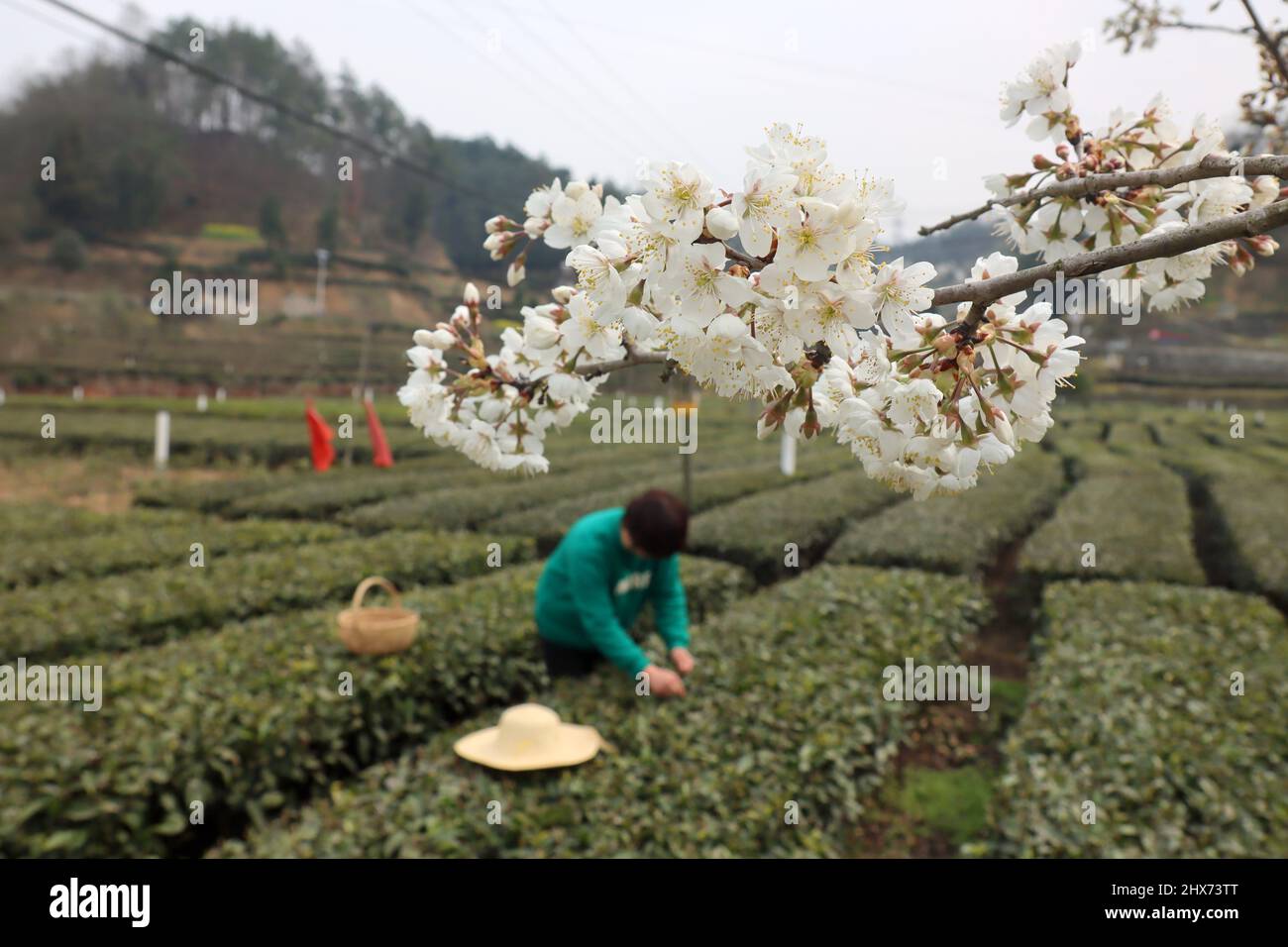 YICHANG, CHINA - MARCH 10, 2022- Photo taken on March 10, 2022 shows ...